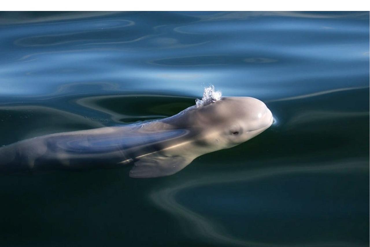 Beluga Whale Dream Tour for 2 in Churchill, Manitoba! | Powered by Givergy